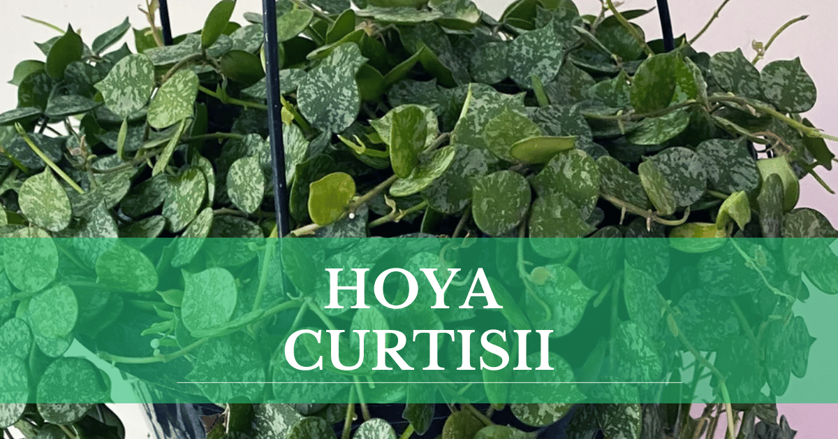 Hoya Curtisii (Top Tips & Care Guide) ⋆ Cozy, Fresh and Green