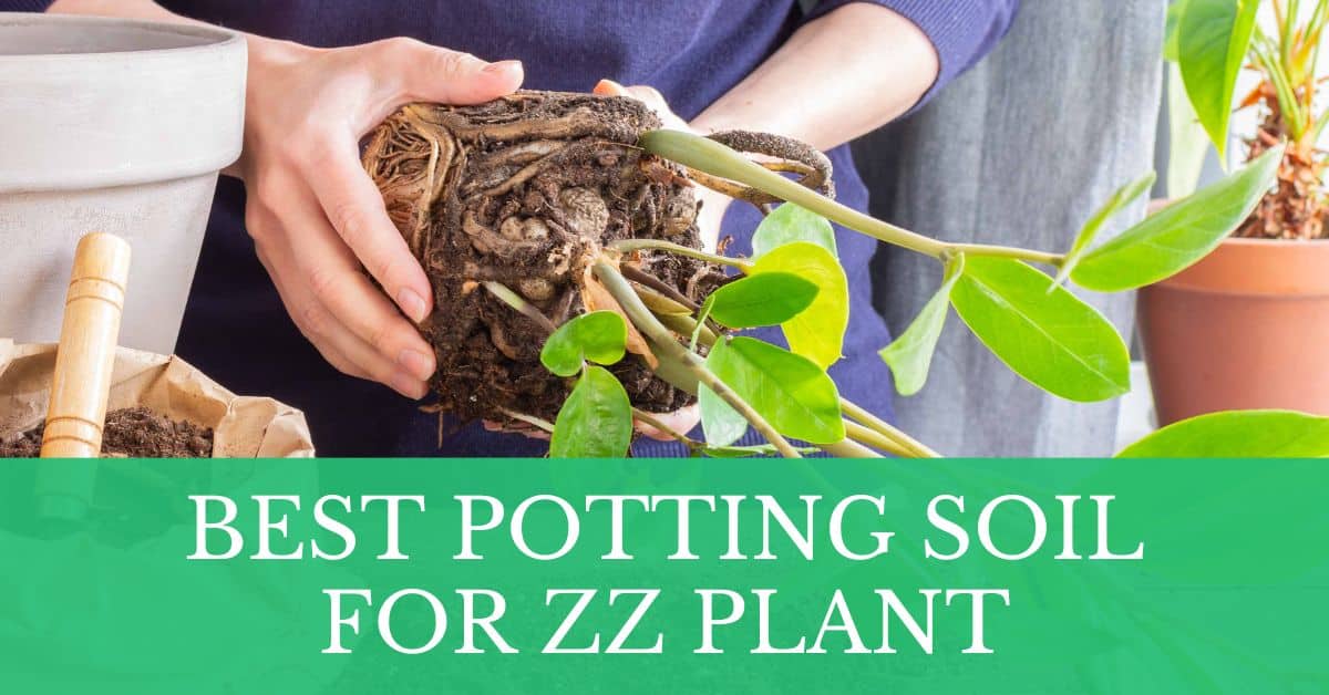 5 Best Store-Bought & DIY Potting Soils for Your ZZ Plant